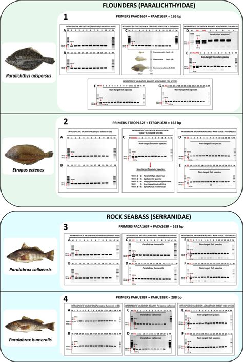 Development And Validation Of Versatile Species Specific Primer Assays