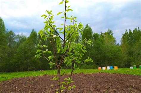 Лучшая подкормка груши после цветения для большого урожая | Виктория ...