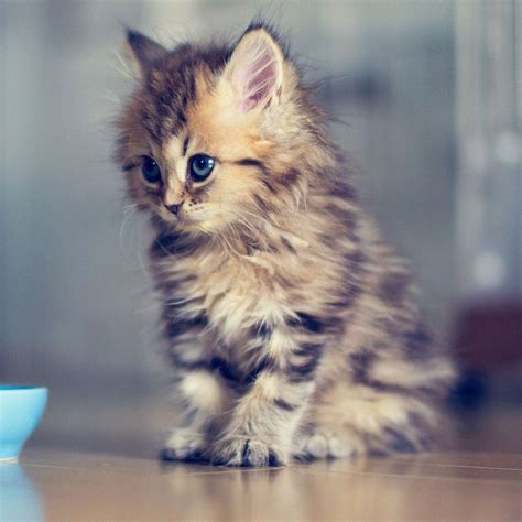 Very Cute Kitten Kittens Cutest Kitten Pictures Beautiful Cats