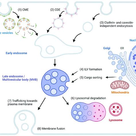 Steps In Exosome Biogenesis And Associated Pathways Download Scientific Diagram