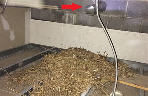 How To Get A Bird Nest Out Of A Vent