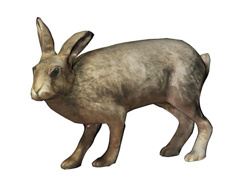 Hare 3d Scan Album On Imgur