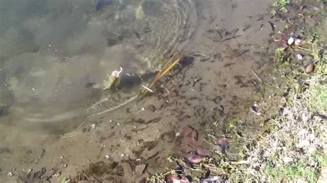 Bass Fishing With The Banjo Minnow Youtube
