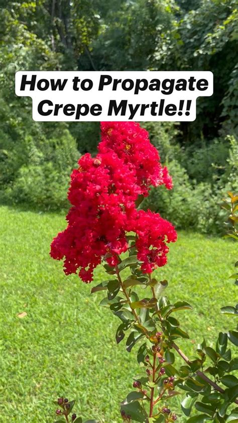 How To Propagate Crepe Myrtle