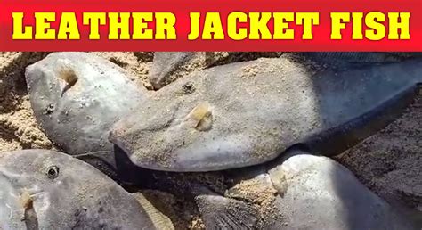 Kilathi Ariviyal அறிவியல்புரம்