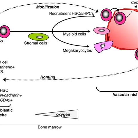 The Basic Multicellular Unit Bone Is Continuously Remodeled By Basic Download Scientific