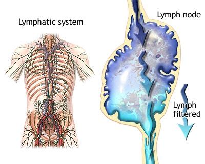 Functions Of Lymphatic System Biology Notes For IGCSE