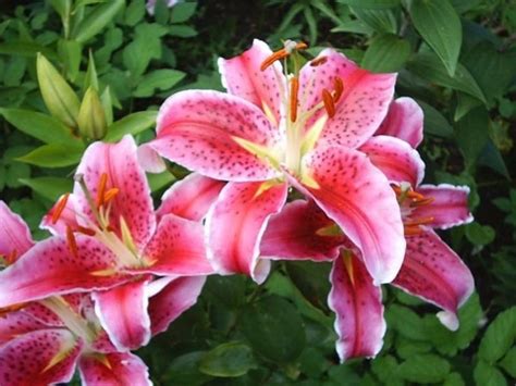 როდის და როდის დავრგოთ ბოლქვოვანი ლილია ტიტა გიაცინტი ნარცისი კროკუსი ალიუმი