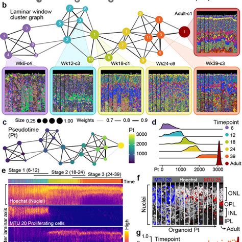 Analysis Of Laminar Structure Enables Trajectory Reconstruction And Download Scientific Diagram