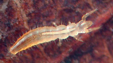 Lab 1 Apterygota And Paleoptera Flashcards Quizlet