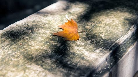 Fall Autumn Leaves Maple Leaf Fallen Ground Plant Jungle Powerpoint Background For Free Download