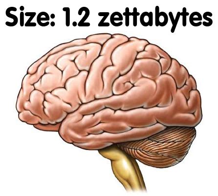 Human Brain Size