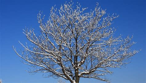 What Does A Cherry Tree Look Like In Winter