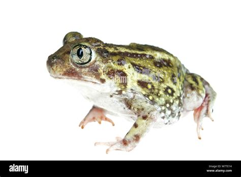 Hurters Spadefoot Toad Scaphiopus Hurteri Profile Starr County