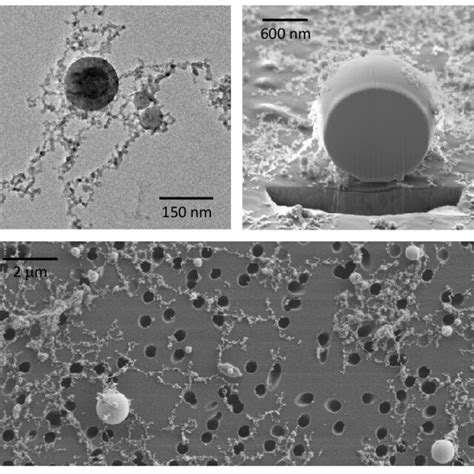To P Left Panel Tem Micrograph Of Particles Produced By Fs La Of Download Scientific Diagram