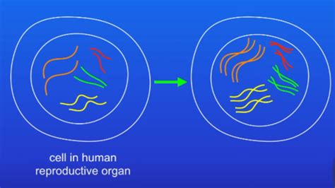Inheritance Variation And Evolution Flashcards Quizlet