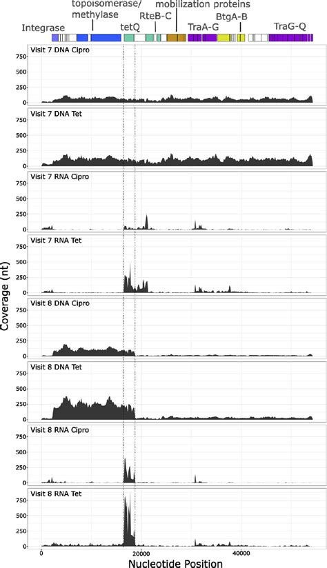 Figure 5 From A Novel Conjugative Transposon Carrying An Autonomously Amplified Plasmid