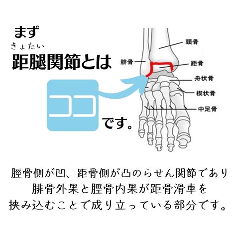 外反母趾の方足の根本 距腿関節知っていますか 京都の整体託児サービスあり京都オステオパシーセンターOQオク治療室