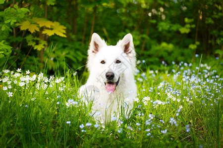 白色瑞士牧羊犬高清图片下载 正版图片503265311 摄图网