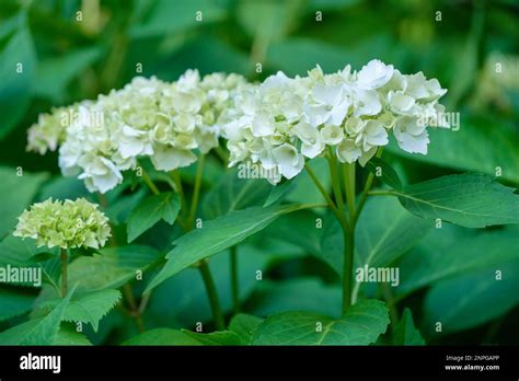 Hydrangea Macrophylla Madame Emile Mouillere Deciduous Shrub Hortensia Type Rounded Heads Of