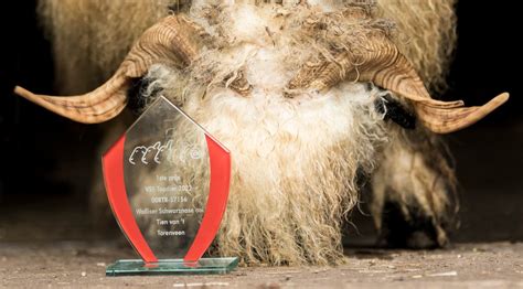 Mooiste Schaap Walliser Schwarznase Nederland