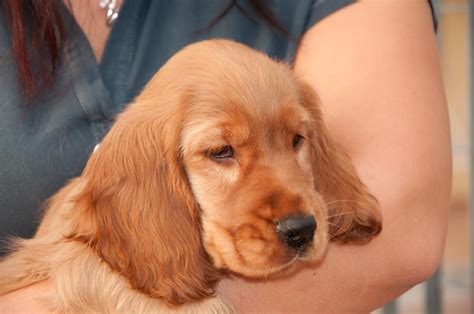 Brun Cocker Spaniel Valp
