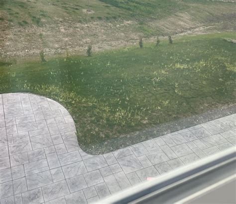 Tenacity Vs Crabgrass R Lawncare