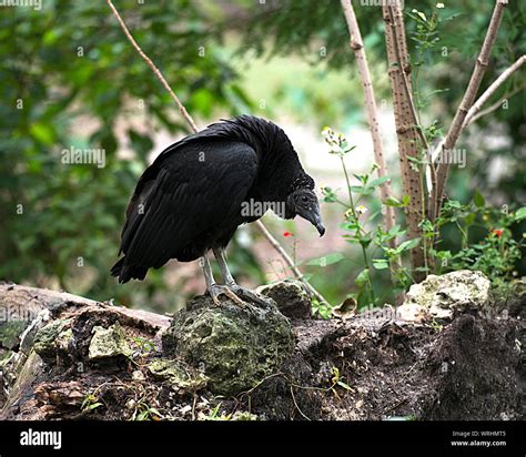Black Vulture Bird Close Up Profile View With A Bokeh Background