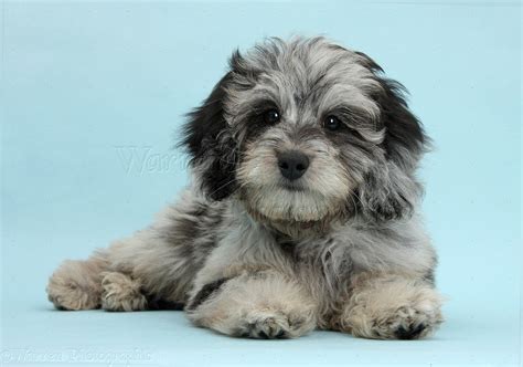 Fluffy Grey Puppies