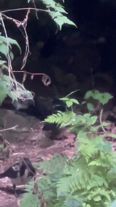 죽음의 동굴속으로 사라진 까치의 운명은 👌쿨 Youtube