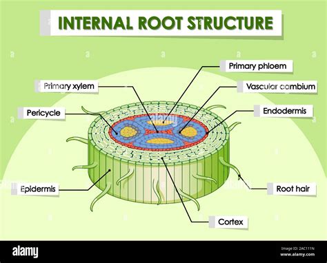 Diagram Showing Internal Root Structure Illustration Stock Vector Image