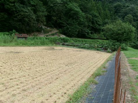 稲刈りが始まりました 羽須美の百姓