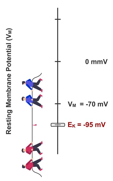 Resting Membrane Potential Simulation Section 5 Human Bio Media
