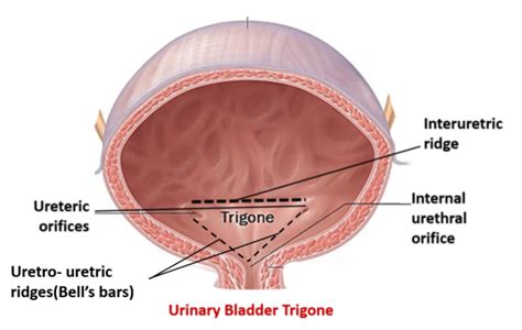 Urinary Bladder Anatomy Qa