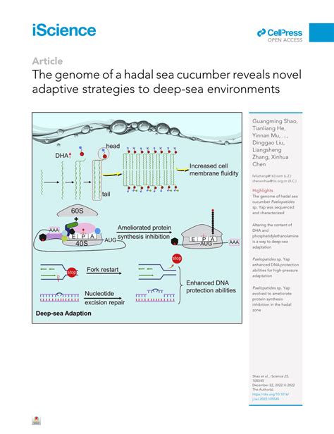 Pdf The Genome Of A Hadal Sea Cucumber Reveals Novel Adaptive