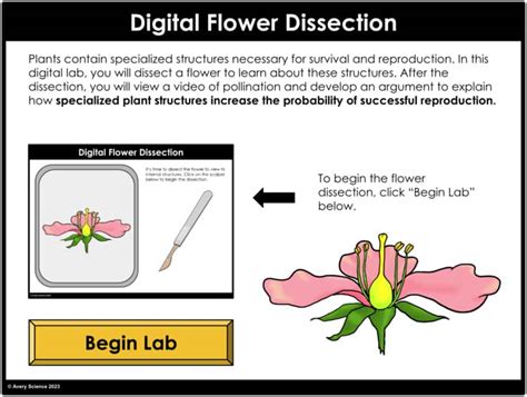 Flower Dissection Digital Lab For Specialized Plant Structures By Avery
