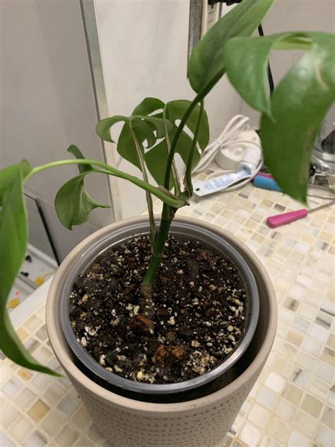 Drooping Mini Monstera Rmonstera
