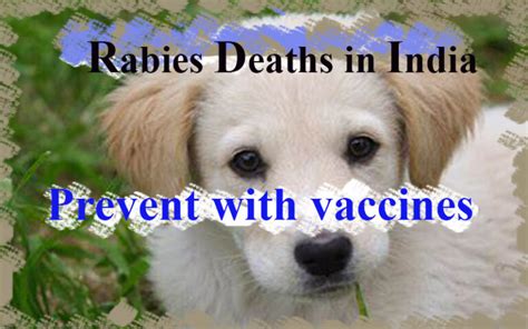Rabies Deaths Most Preventable With Vaccines