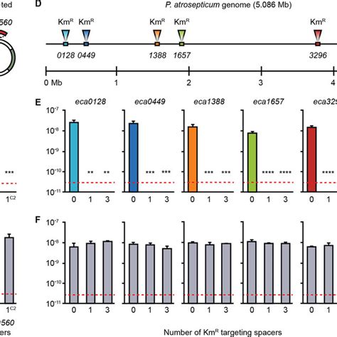 Pdf Crispr Cas Mediated Phage Resistance Enhances Horizontal Gene Transfer By Transduction