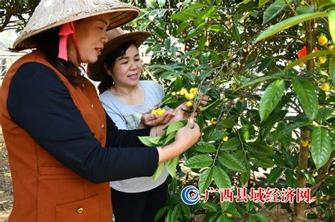 广西南丹春到落花坪 花开产业兴 广西县域经济网