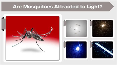 Are Mosquitoes Attracted To Light The Truth Explained