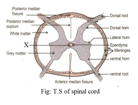 Draw The Diagram Of TS Of Spinal Cord And Label Any Four Parts In It