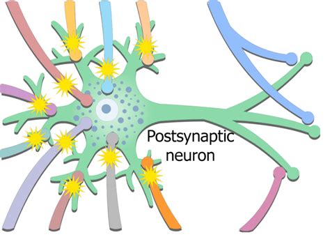 Axodendritic Axosomatic And Axoaxonic Synapses Getbodysmart