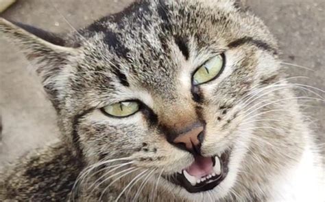 小猫猫撒起娇来，这谁能顶得住啊！ 小雨绵绵呀 小雨绵绵呀 哔哩哔哩视频