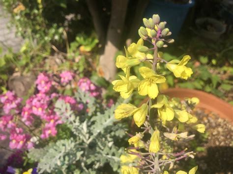 キャベツ 竹林裕美子