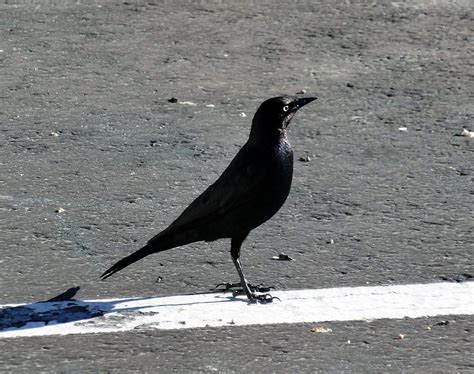 Black Bird Standing Free Photo On Pixabay