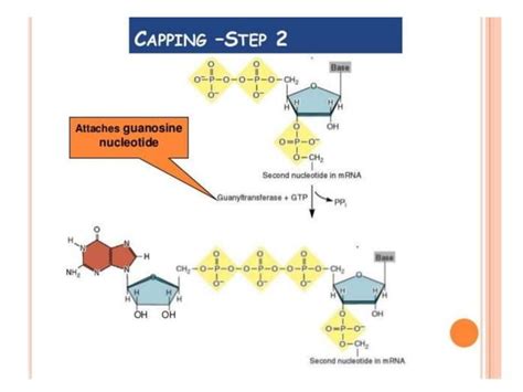 RNA Processing Post Transcriptional Modifications Splicing Capping Poly A Tail RNA Editing