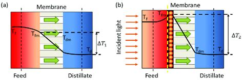 Temperature Polarization In A Conventional Md And B Photothermal Md