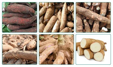 Cassava Drying Microwave Oven Shandong Loyal Industrial Coltd