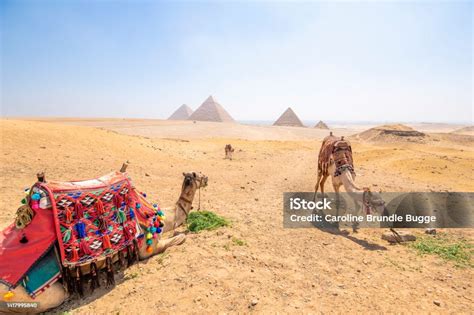 기자 기자 네크로폴리스 이집트에서 피라미드를 볼 수있는 낙타 이집트에 대한 스톡 사진 및 기타 이미지 이집트 풍경 0명 Istock